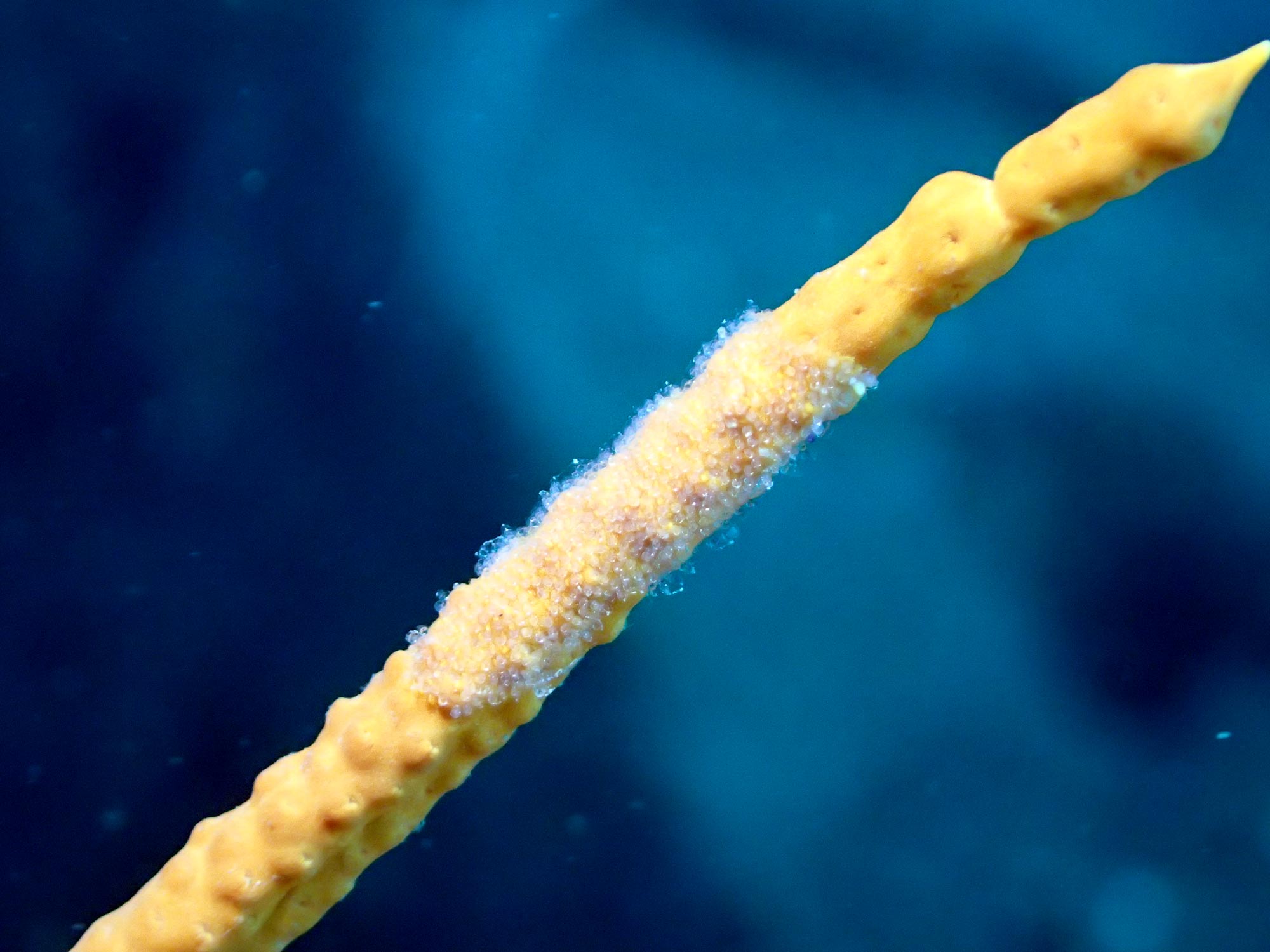 garasuhazeegg_hasama_211215 – Dream Diary