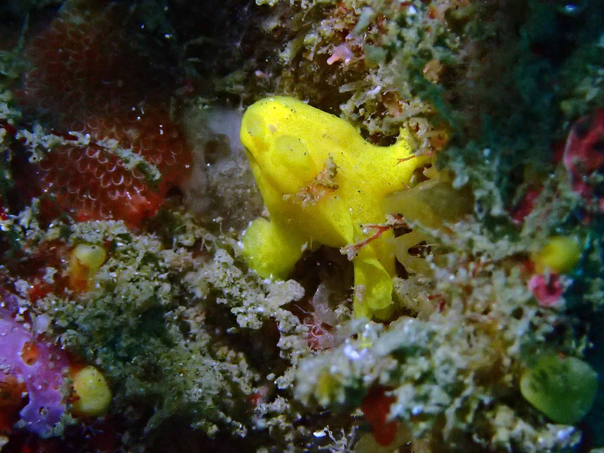 irokaeru_hasama_211215 – Dream Diary