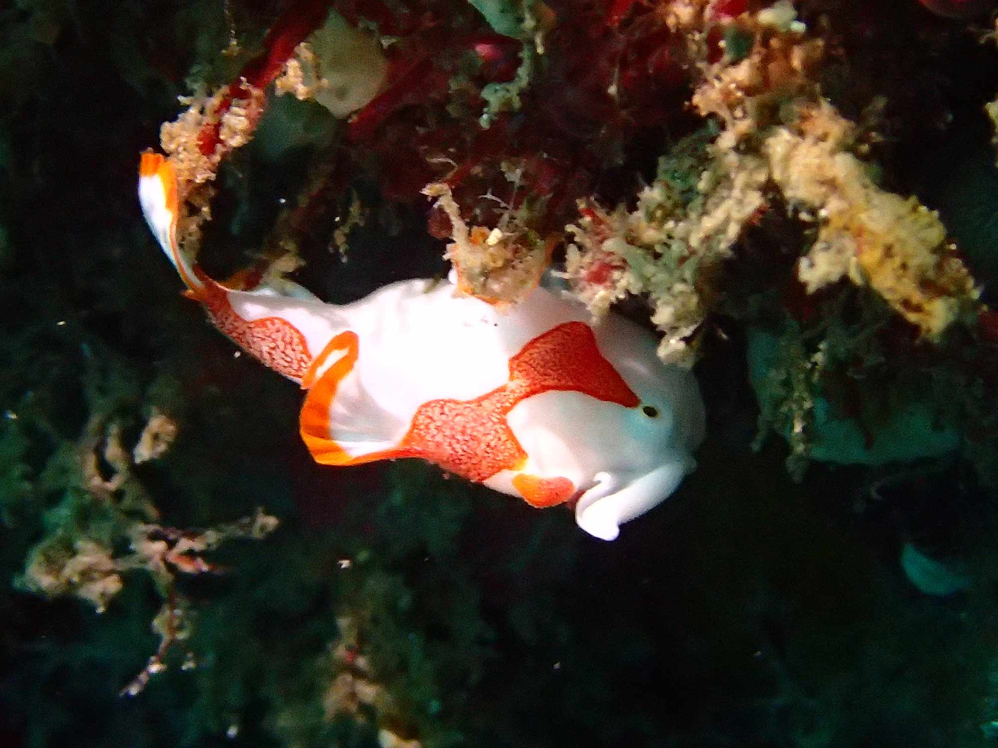 shirokuma_hasama_211215 – Dream Diary