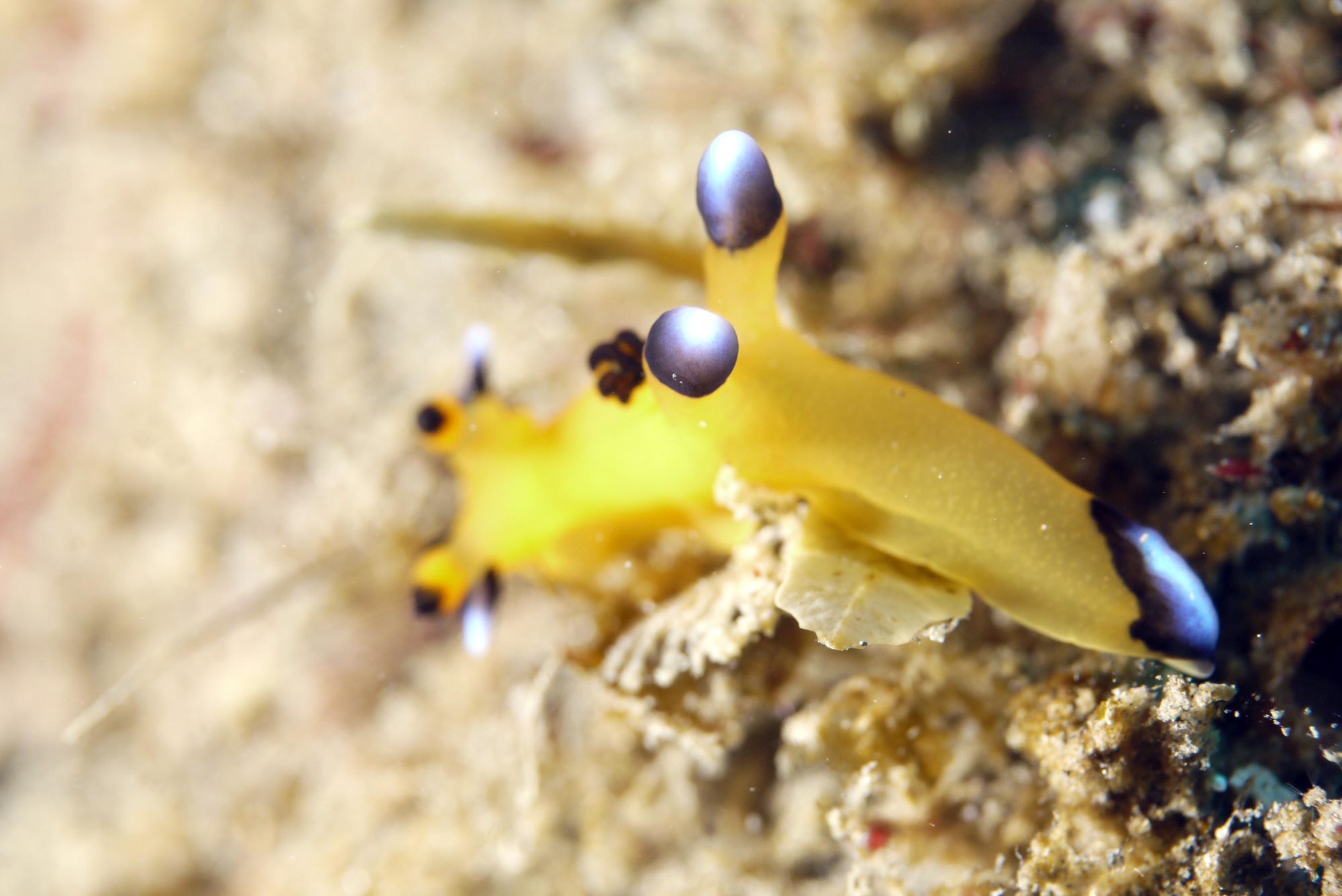 udehuritsunozayaumiushi_hasama_220112_ryo – Dream Diary