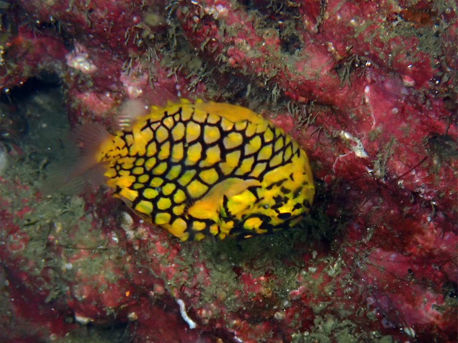 matsukasa_katsuyama_220723 – Dream Diary